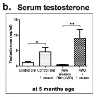 How to optimize gut health for high testosterone » TESTONATION