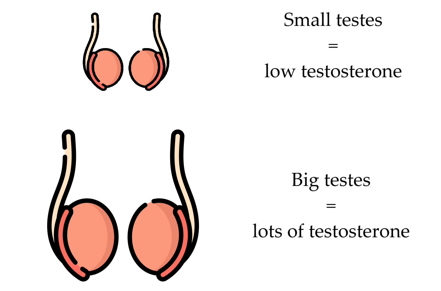 Why does testosterone shrink your balls » TESTONATION